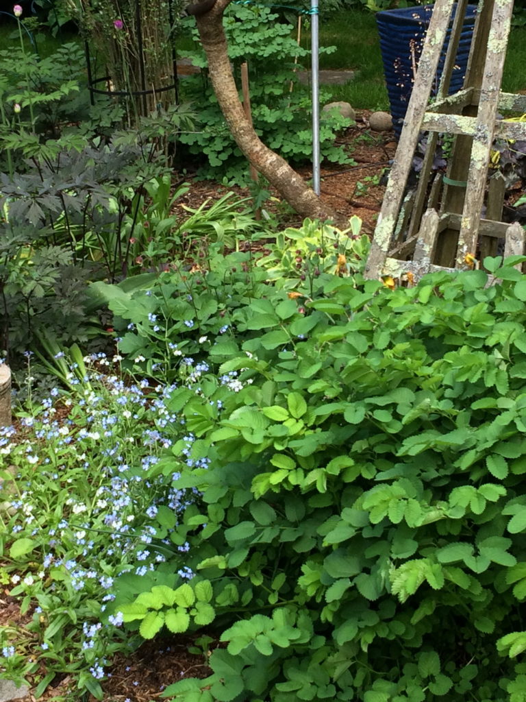 Spring in Boston, Part 1 - Fine Gardening