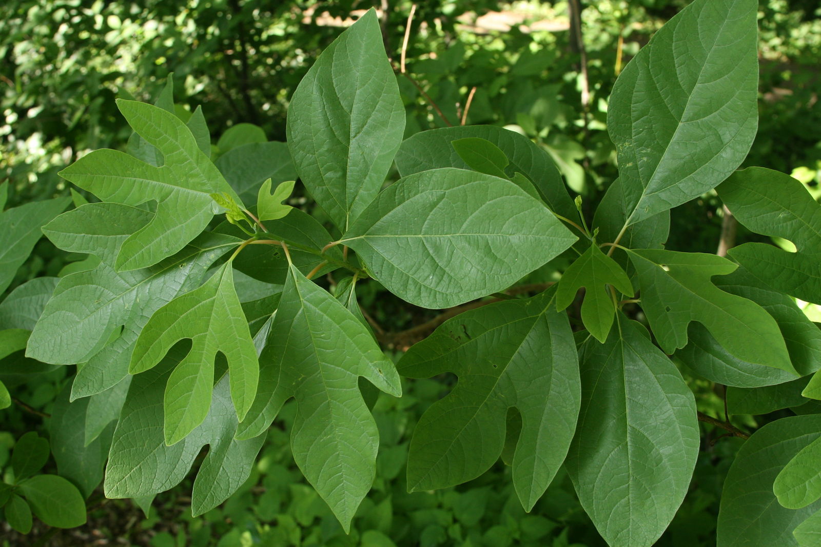 Best Sources for Native Trees in Central Texas - Fine Gardening