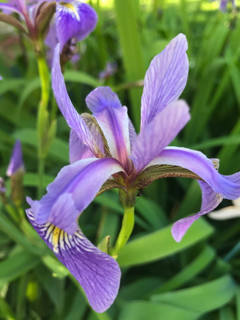 The Best Spring Ever - Fine Gardening