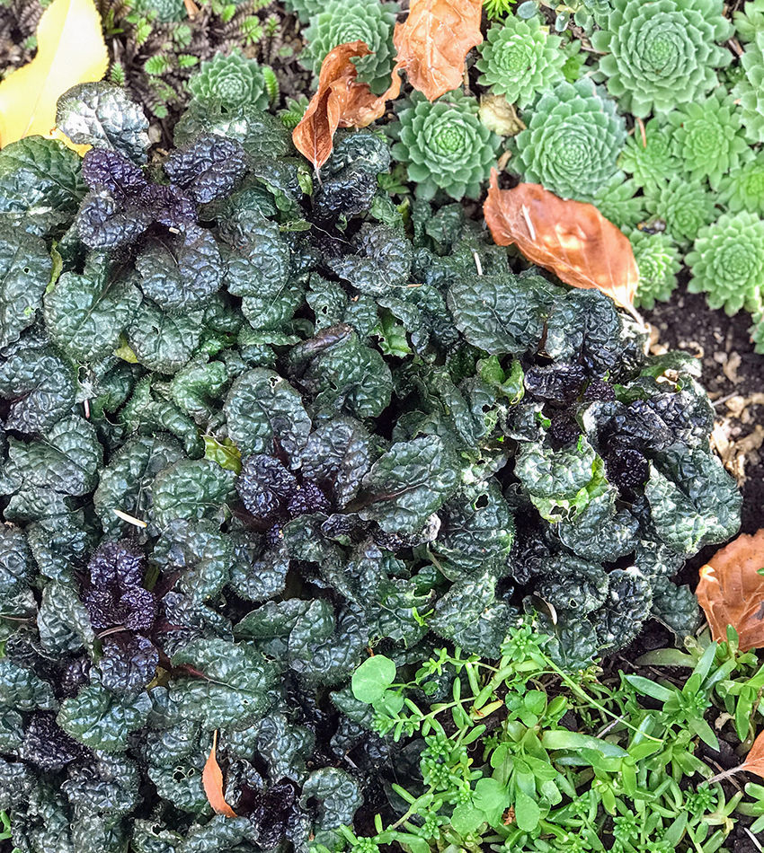 Use Gorgeous Ground Covers as a Living Mulch - Fine Gardening