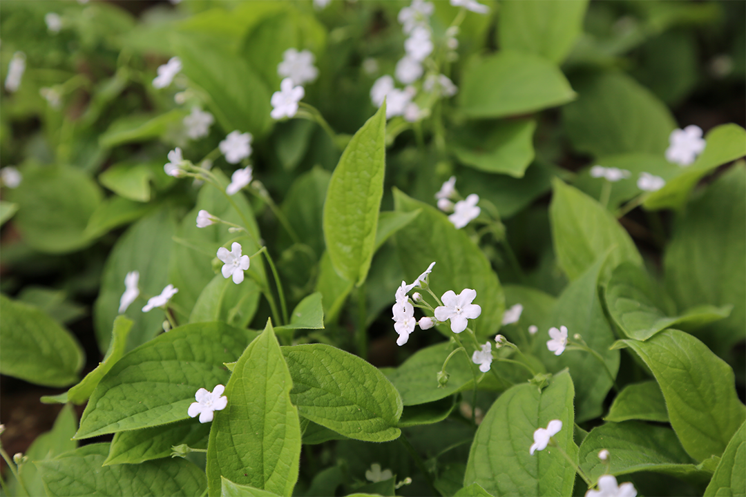 Ground Covers for Part Shade - Fine Gardening