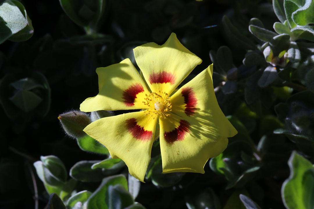 Rock Roses Shine in Spring - Fine Gardening