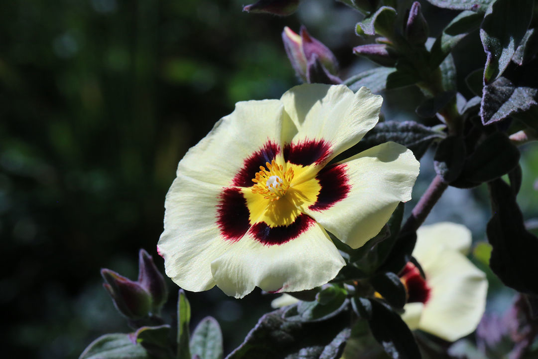 Rock Roses Shine in Spring - Fine Gardening