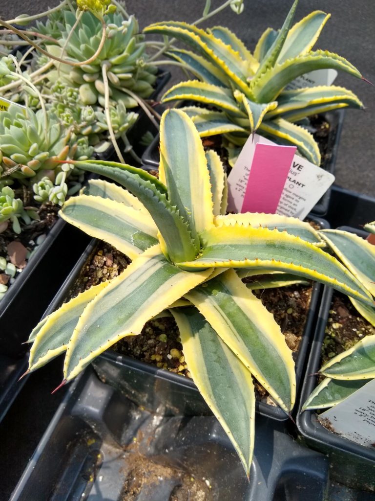 Episode 41: Plants We Loved From the Super Cool Plant Sale - Fine Gardening