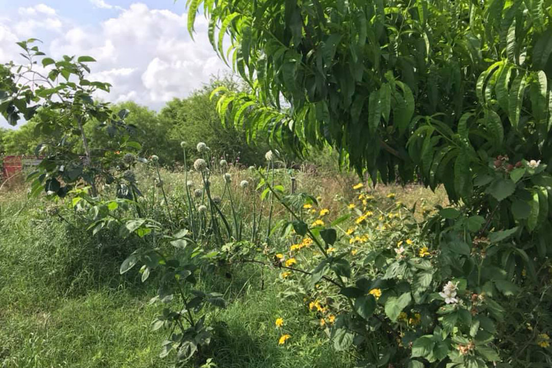 Planting a Fruit Tree Guild - Fine Gardening