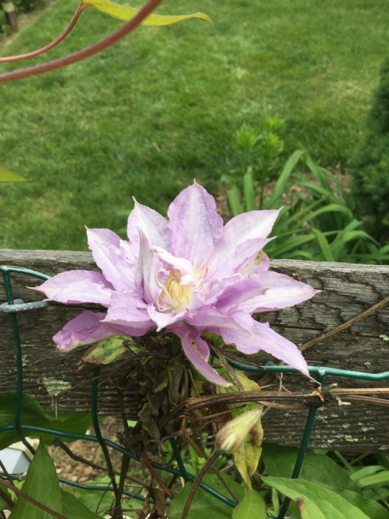 A Celebration of Clematis - Fine Gardening