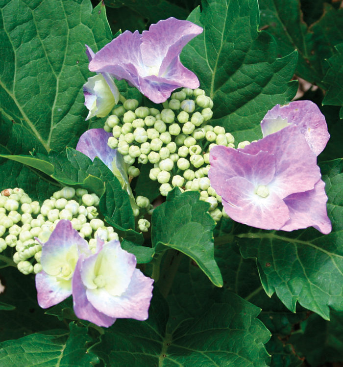 The Best New Hydrangeas - Fine Gardening