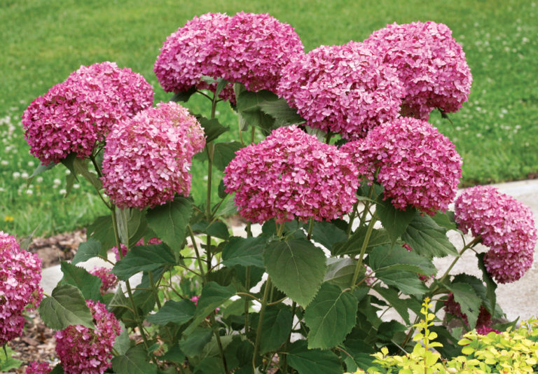 The Best New Hydrangeas - Fine Gardening
