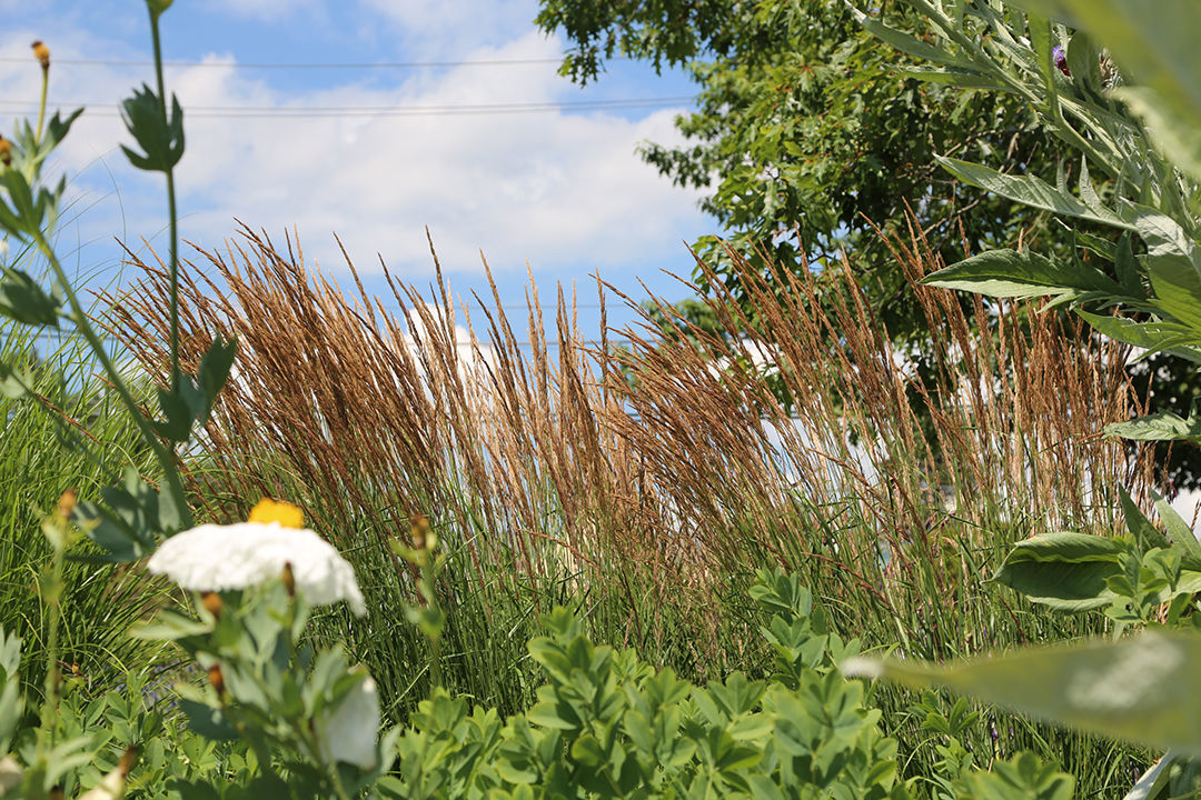 Beautiful Warm-Season Grasses - Fine Gardening
