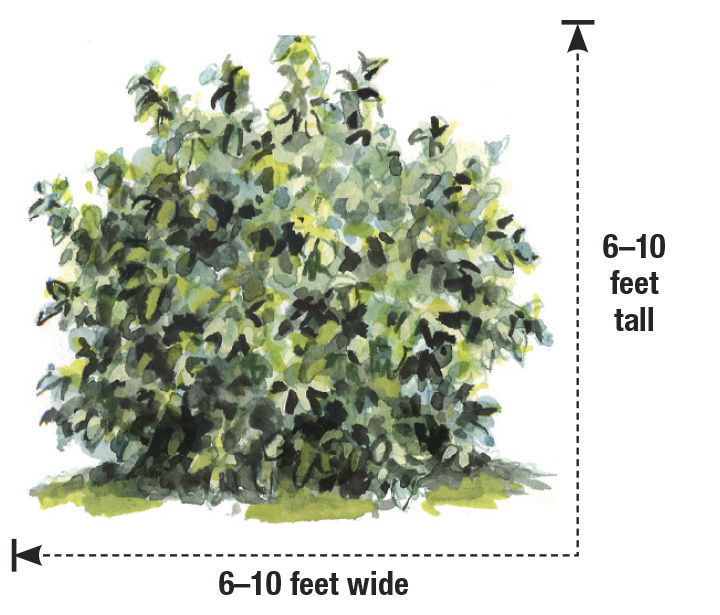 Beyond the Green Wall: Naturalistic Hedge Ideas - Fine Gardening