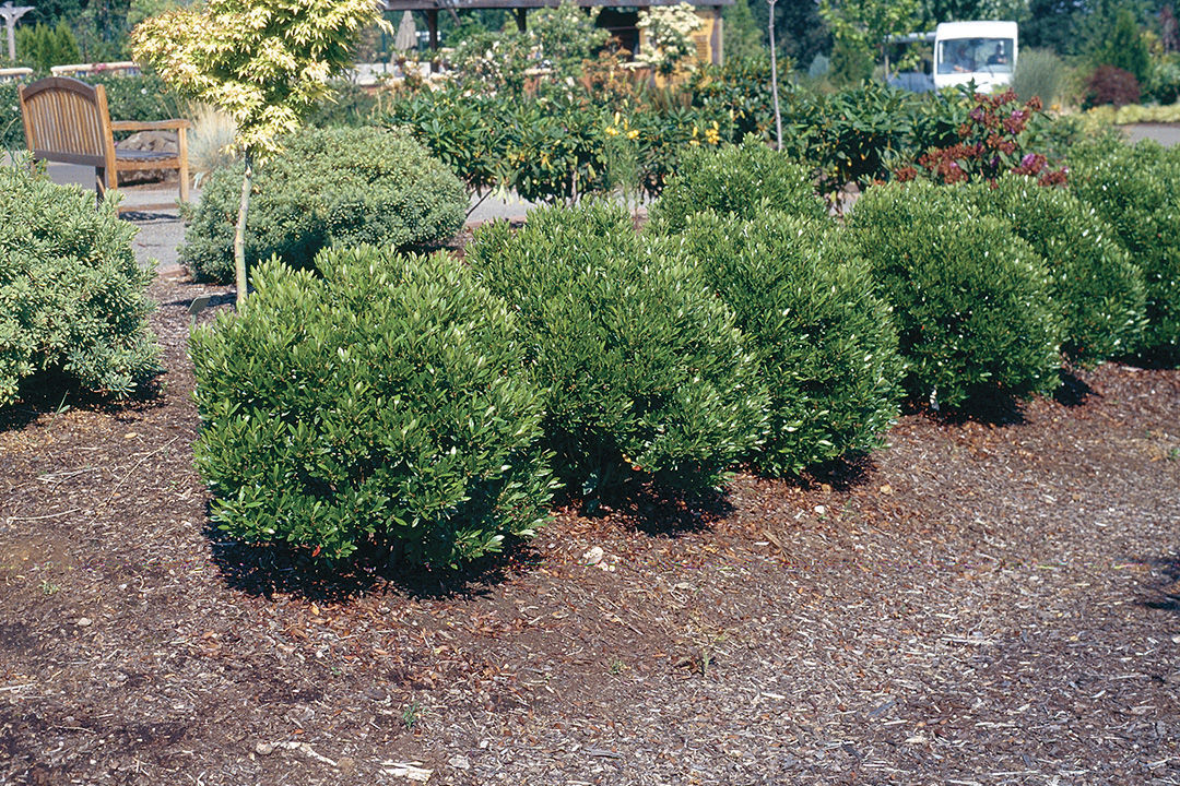 Beyond the Green Wall: Naturalistic Hedge Ideas - Fine Gardening