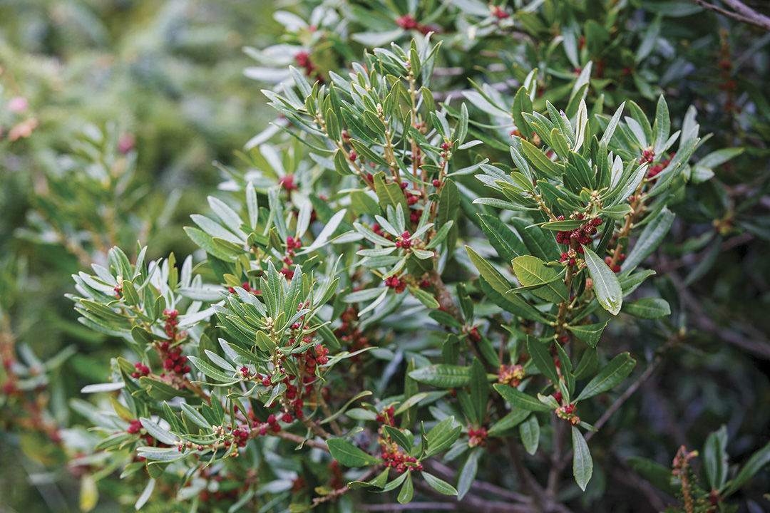 Beyond the Green Wall: Naturalistic Hedge Ideas - Fine Gardening