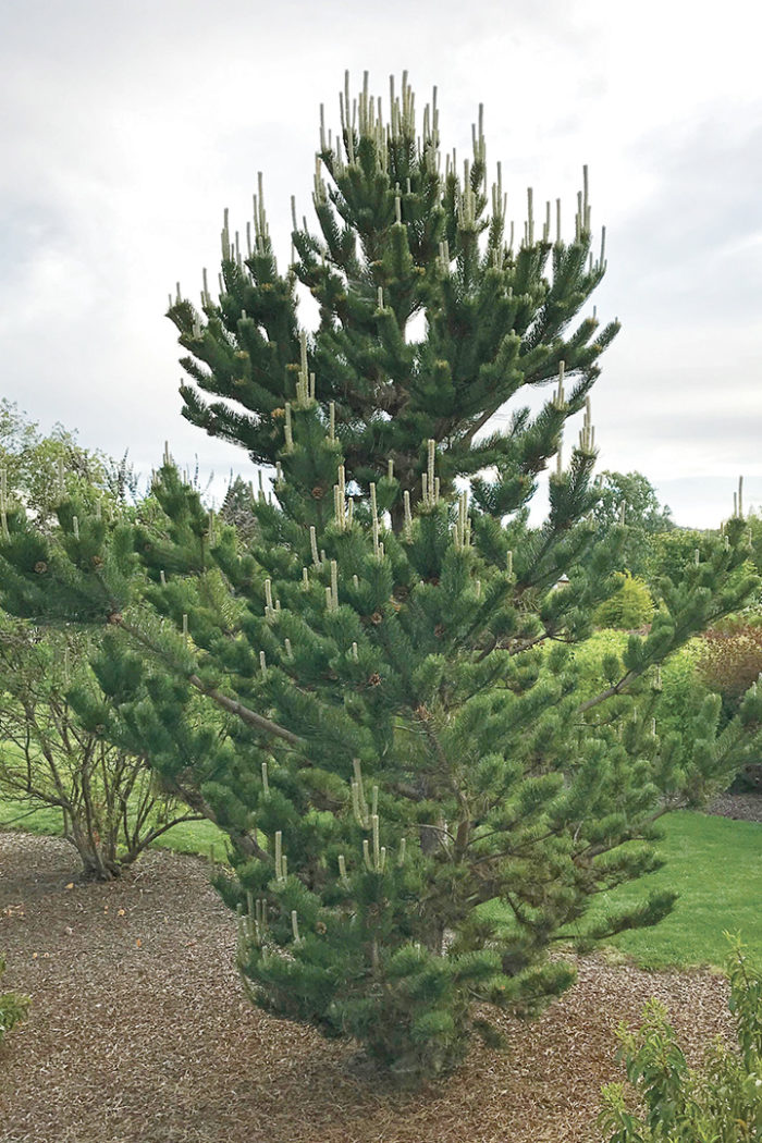 Beyond the Green Wall: Naturalistic Hedge Ideas - Fine Gardening