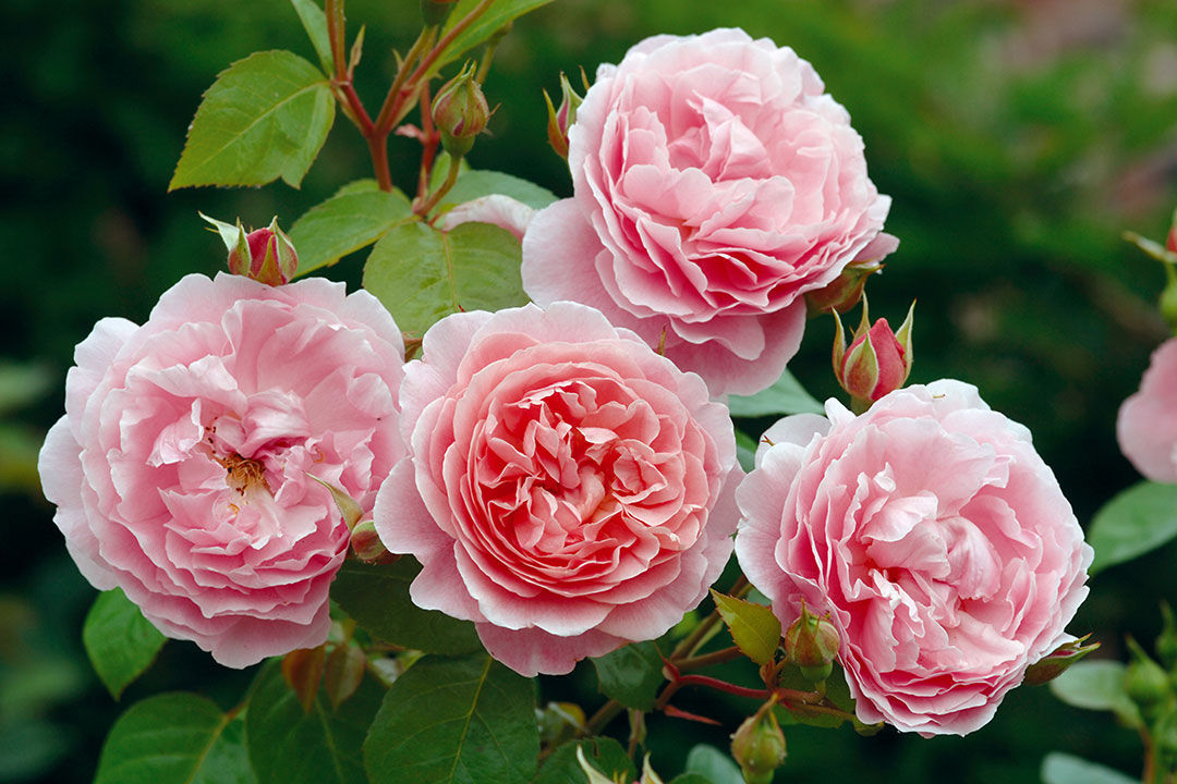 English Roses Built for Northern California - Fine Gardening