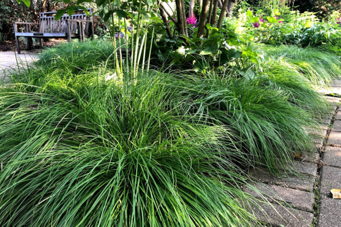 Essential Sedges for the Midwest - Fine Gardening