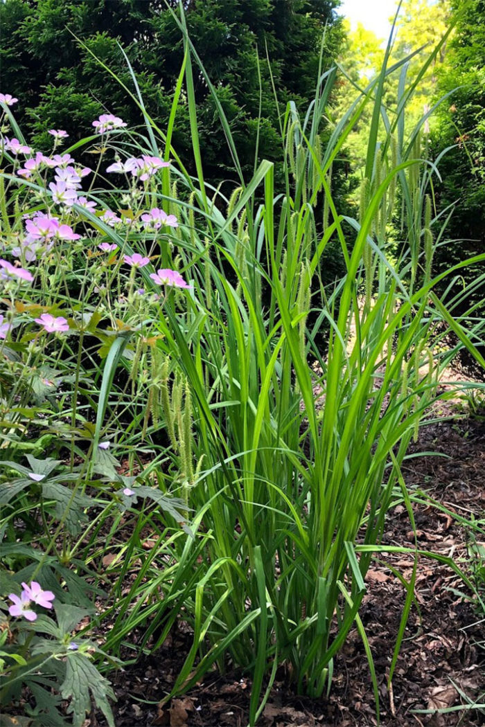Essential Sedges for the Midwest - Fine Gardening