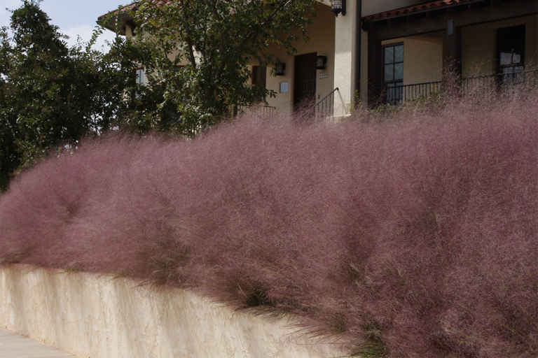 Magnificent Muhly Grasses - Fine Gardening
