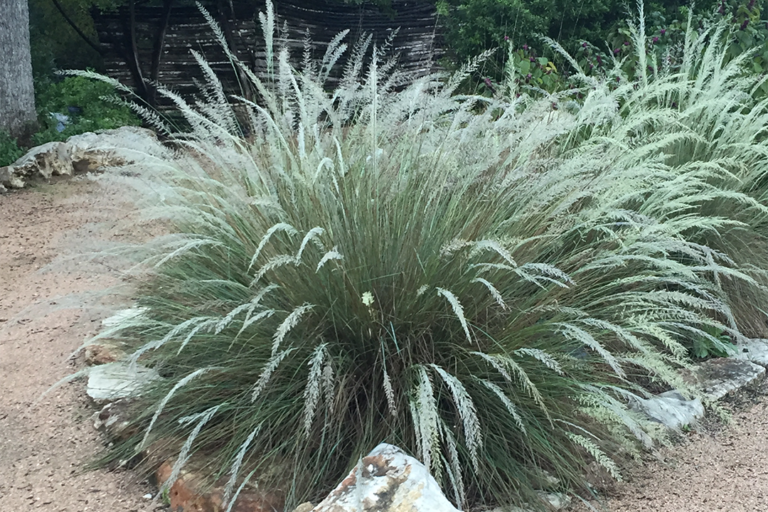 Magnificent Muhly Grasses - Fine Gardening