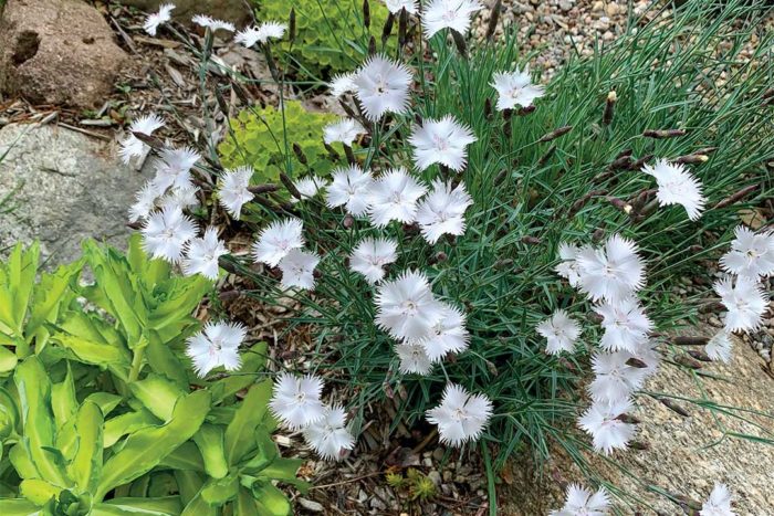 10 Small Plants to Grow Now - Fine Gardening