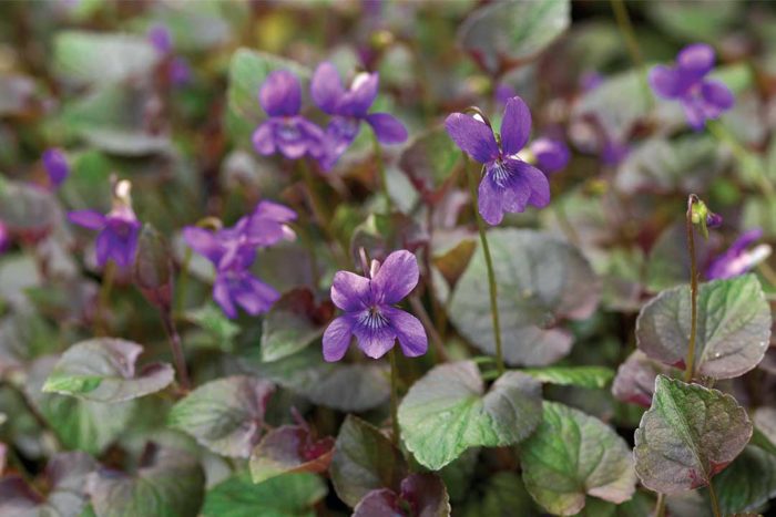 10 Small Plants to Grow Now - Fine Gardening