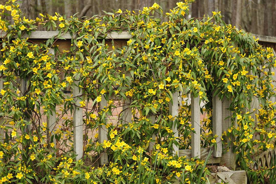 Gorgeous Vines for Shade and Privacy - Fine Gardening