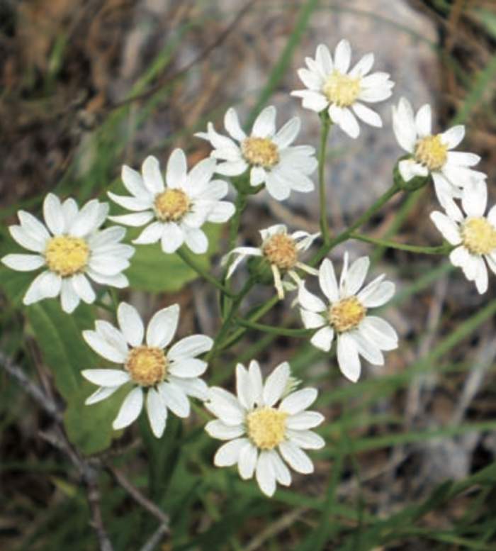 Regional Picks: Short Plants – Northeast - Fine Gardening
