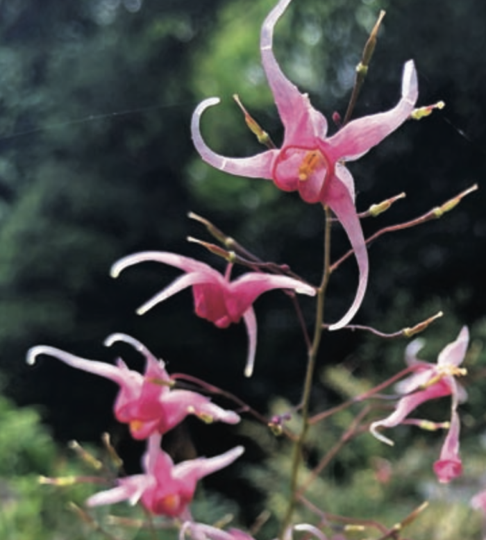 Regional Picks: Short Plants – Northeast - Fine Gardening