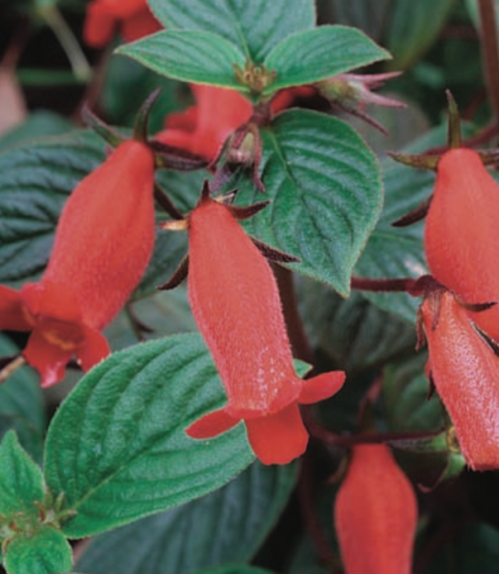 Regional Picks: Short Plants – South - Fine Gardening