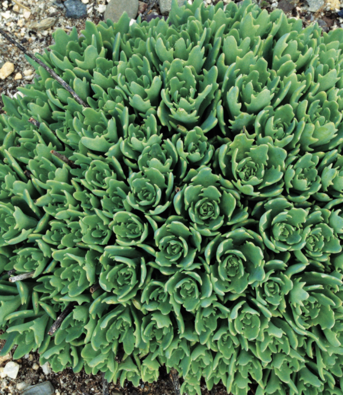 Regional Picks: Short Plants—Midwest - Fine Gardening