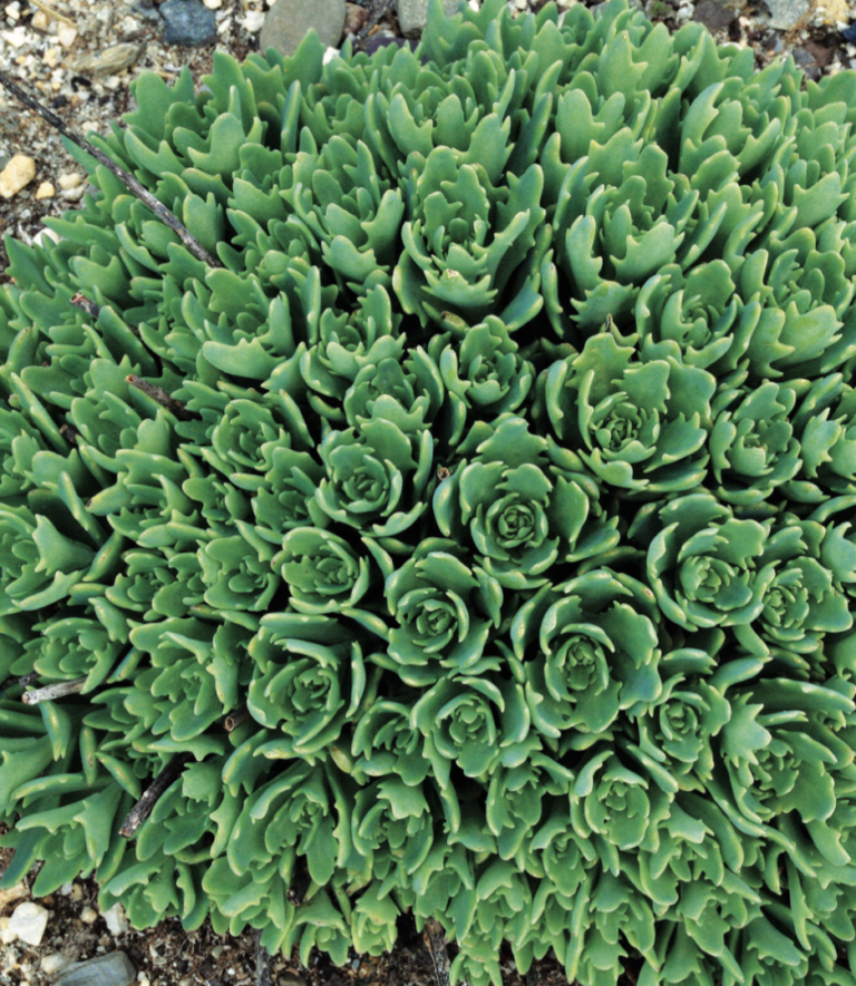 Regional Picks: Short Plants—Midwest - Fine Gardening