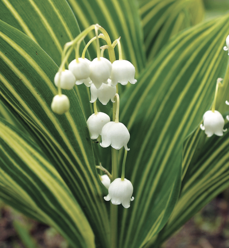 Regional Picks: Short Plants—Midwest - Fine Gardening