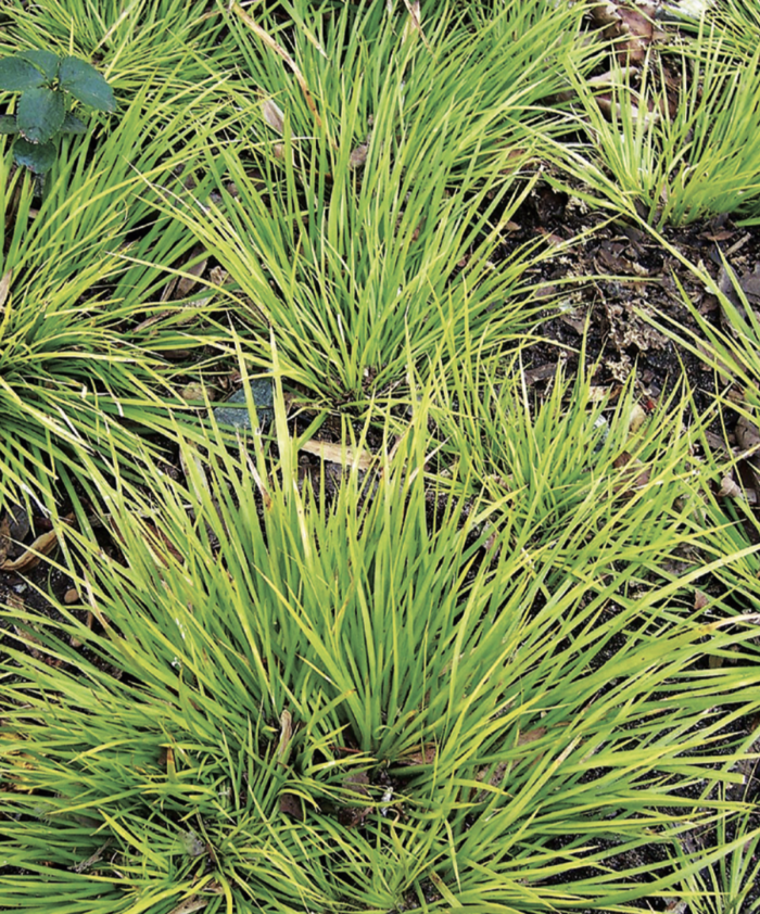 Regional Picks: Short Plants—Midwest - Fine Gardening
