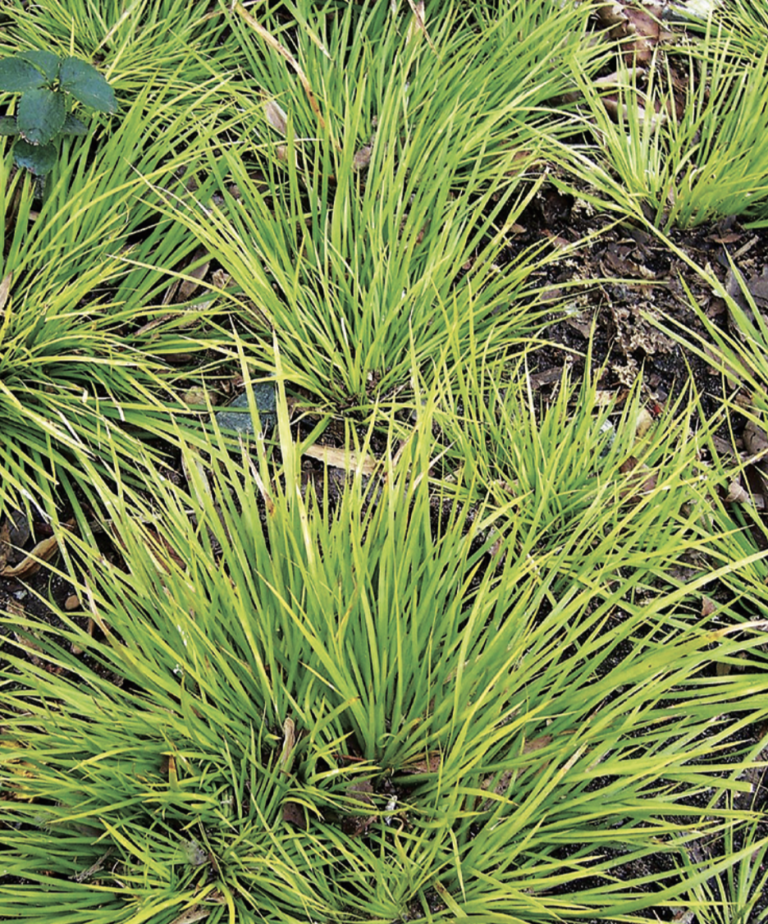 Regional Picks: Short Plants—Midwest - Fine Gardening