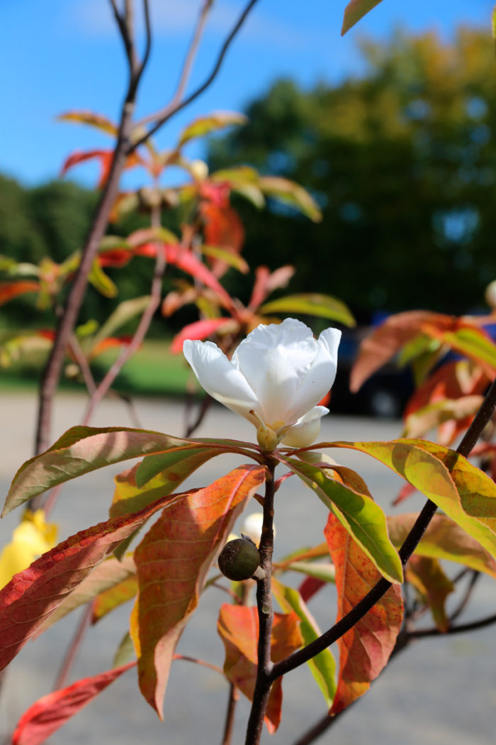 Episode 48: Best Small Trees - Fine Gardening