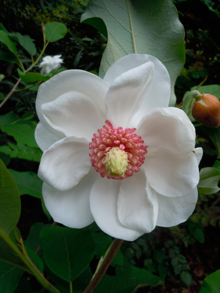 Episode 48: Best Small Trees - Fine Gardening