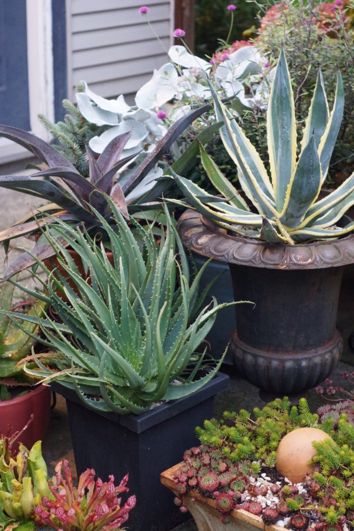 Saying Goodbye to Annuals - Fine Gardening