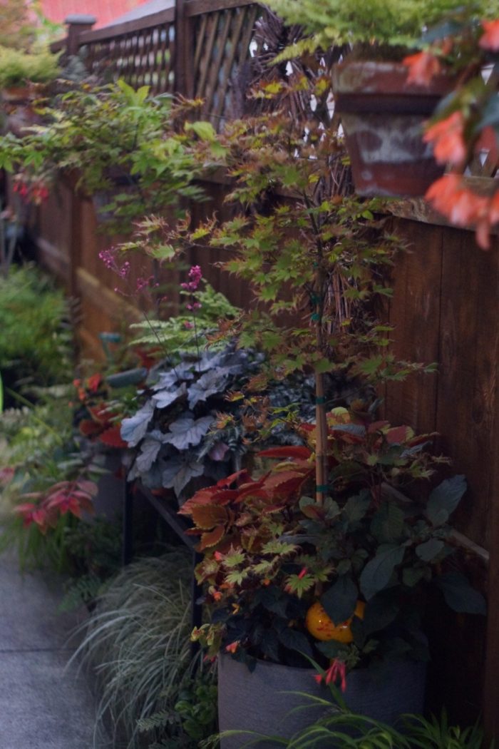 The Fern Fairway - Fine Gardening