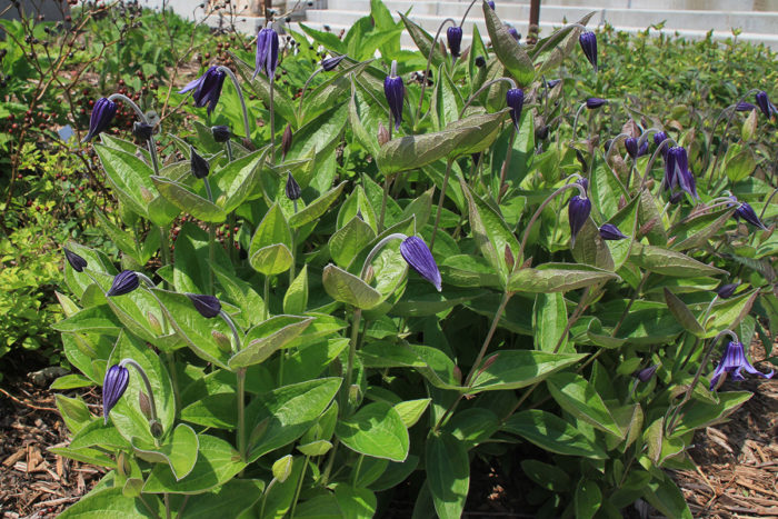 Chris Schlenker - Fine Gardening