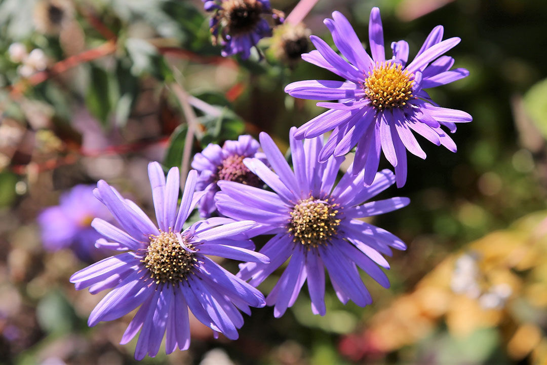 Amazing Asters for a Late-Season Show - Fine Gardening
