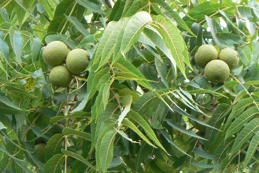 Nut Trees for the Southern Plains - Fine Gardening
