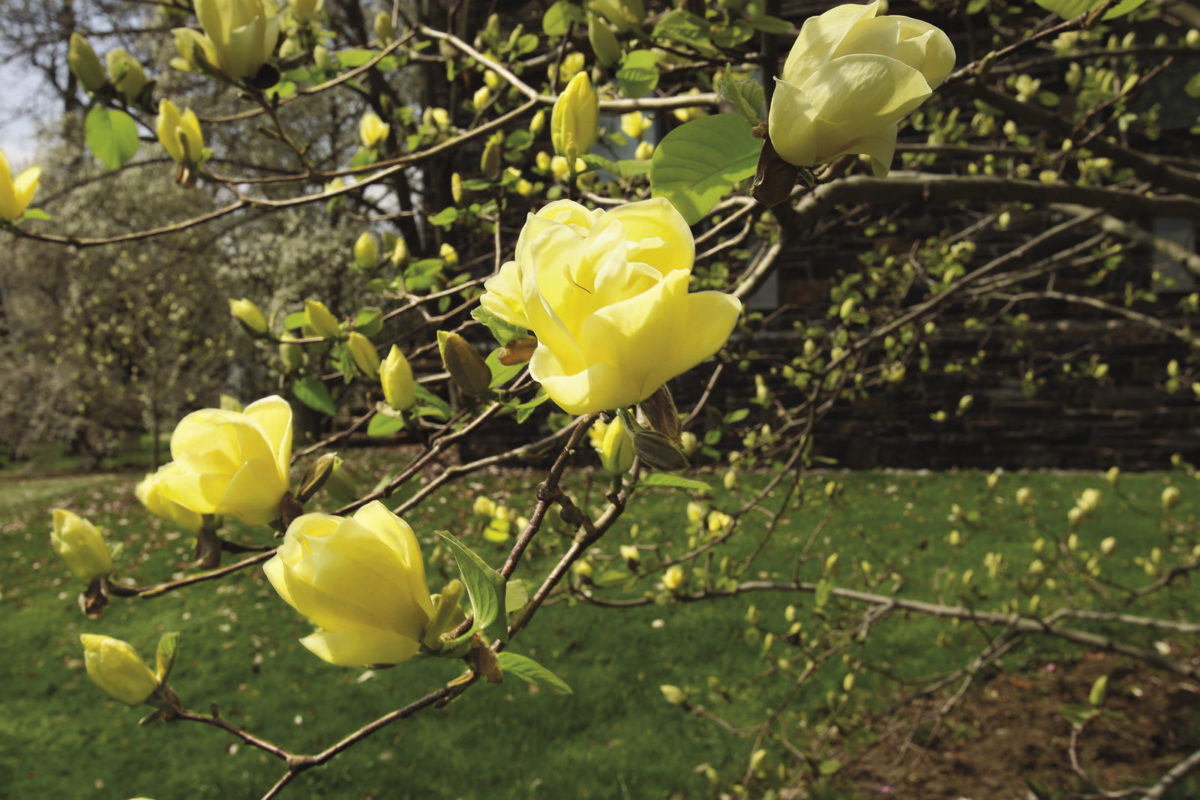 The Top 10 Magnolia Trees To Grow - Fine Gardening
