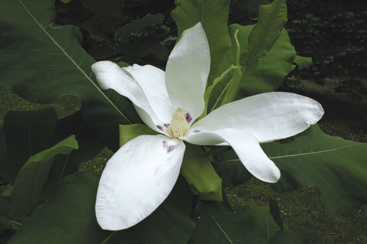 The Top 10 Magnolia Trees To Grow - Fine Gardening