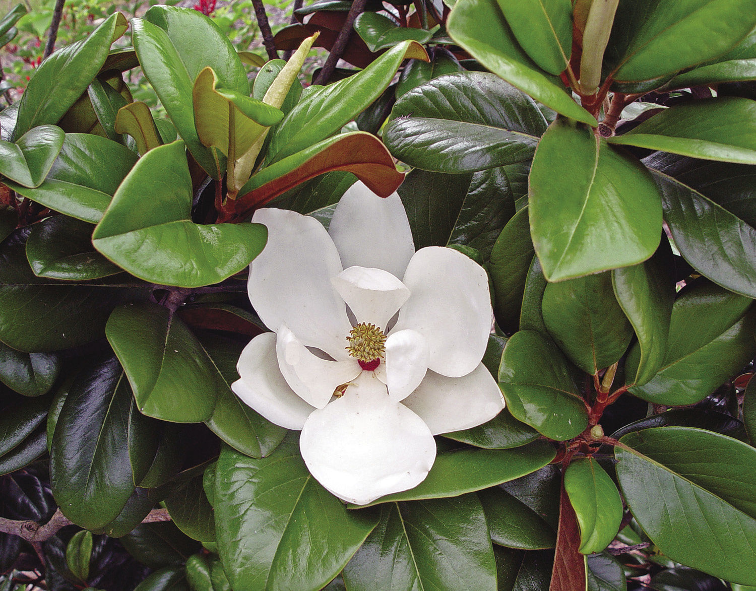 The Top 10 Magnolia Trees To Grow - Fine Gardening