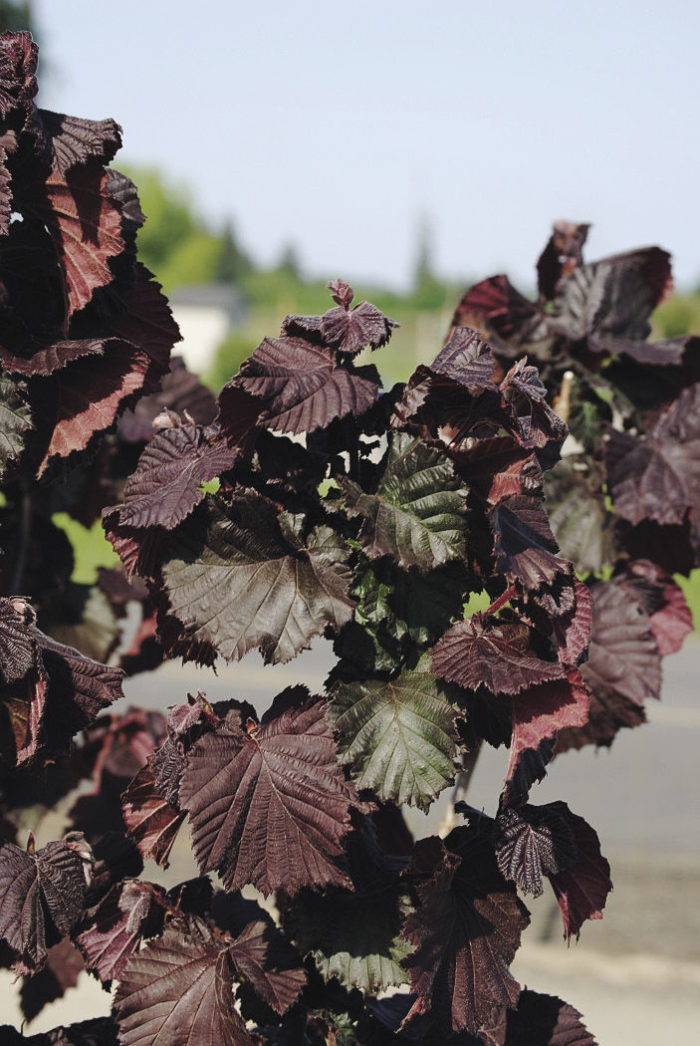 Regional Picks: Late-Winter Interest - Northeast - Fine Gardening