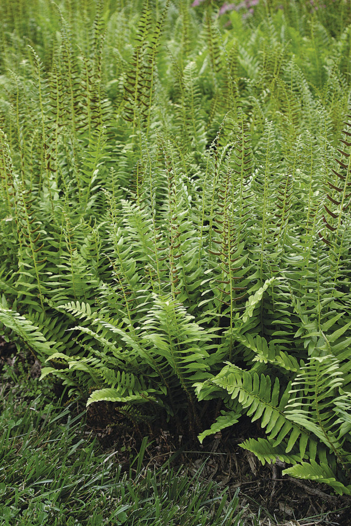 Regional Picks: Late-Winter Interest – Mid-Atlantic - Fine Gardening