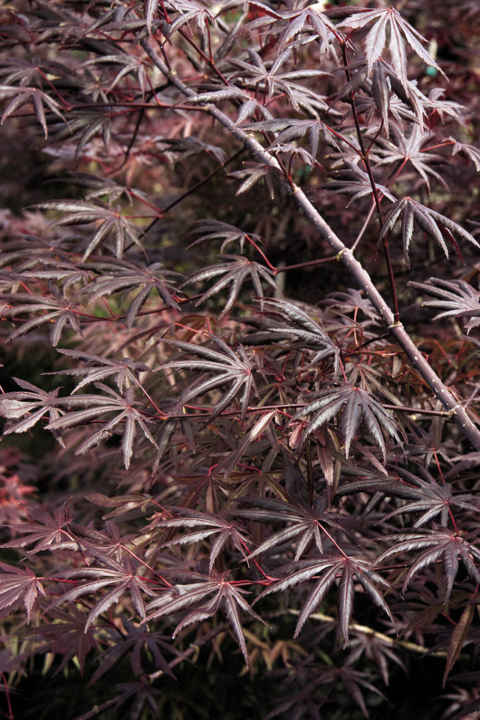 The Best Japanese Maples - Fine Gardening