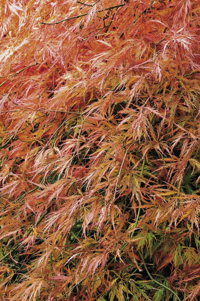 The Best Japanese Maples - Fine Gardening