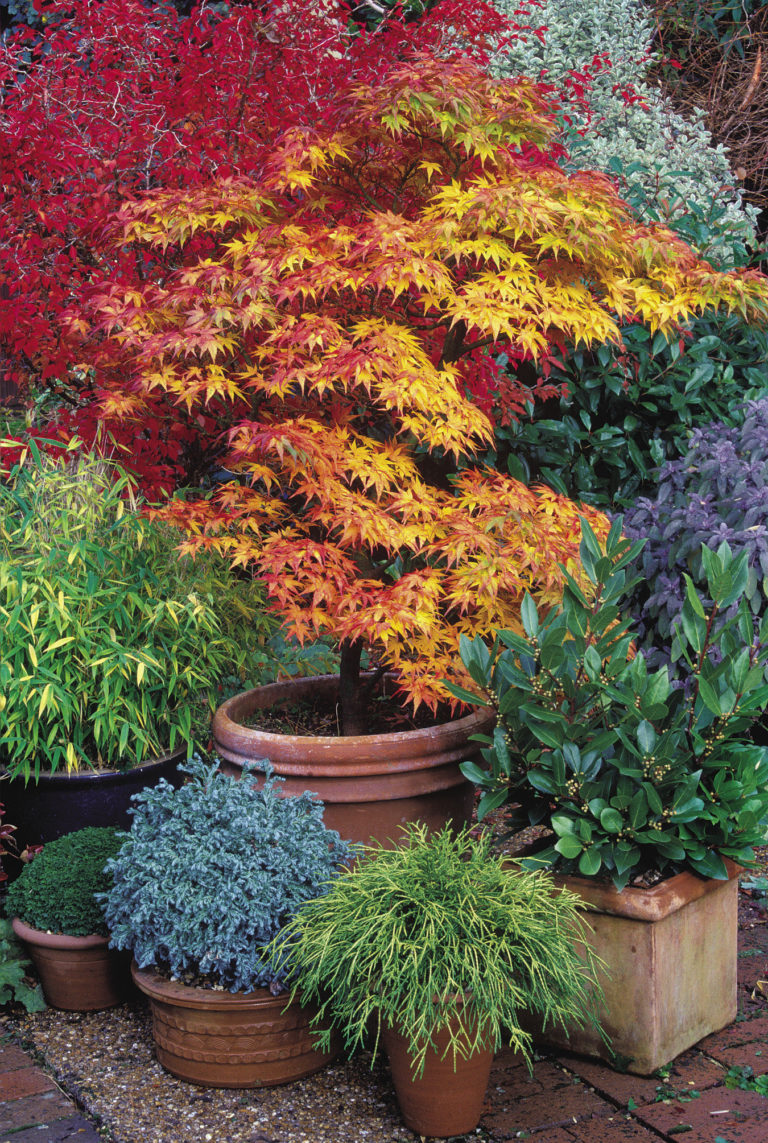 The Best Japanese Maples - Fine Gardening