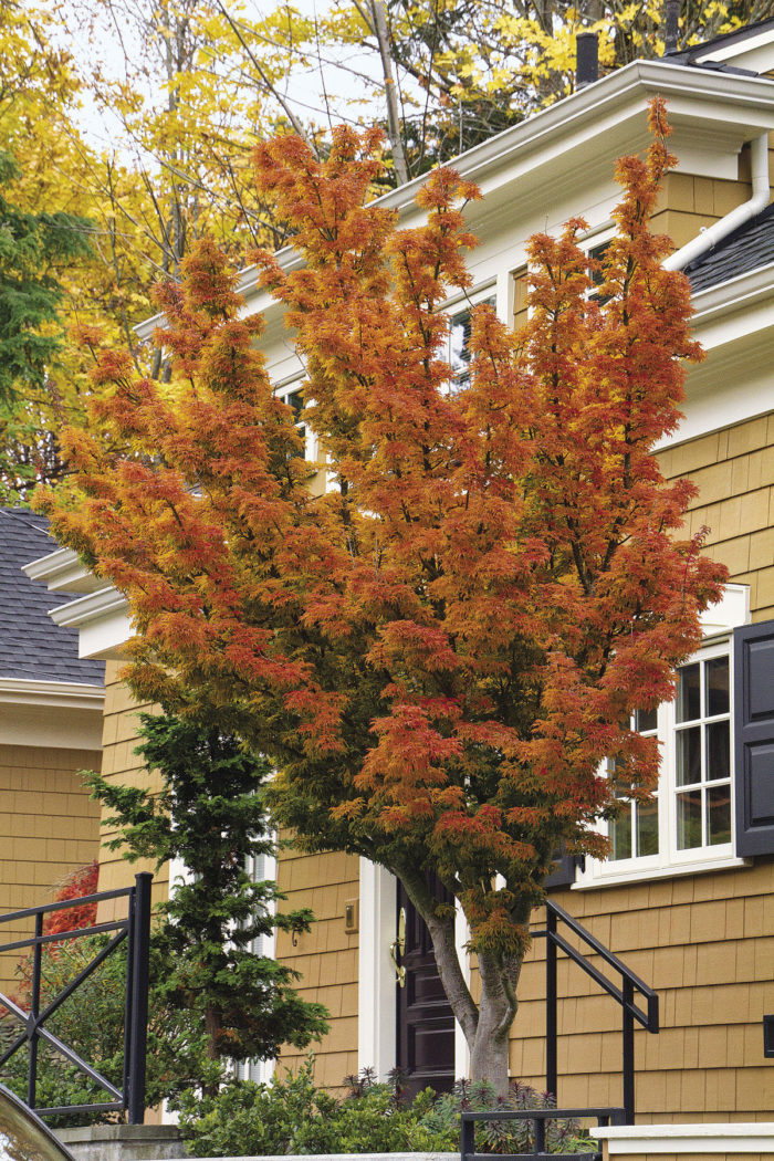 The Best Japanese Maples - Fine Gardening