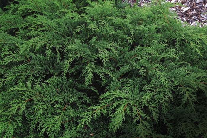 Regional Picks: Unusual Evergreens - Northern California - Fine Gardening